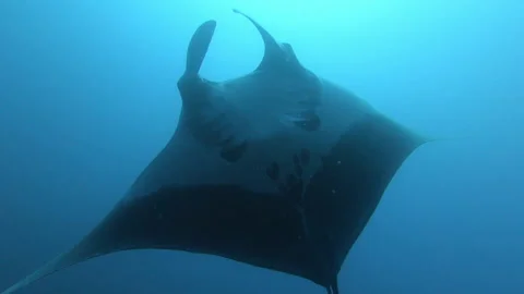 Gigantic Black Oceanic Manta fish floati... | Stock Video | Pond5