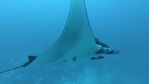 Gigantic Black Oceanic Manta fish floati... | Stock Video | Pond5
