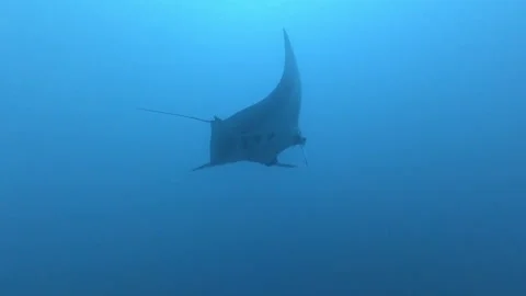 Gigantic Black Oceanic Manta fish floati... | Stock Video | Pond5