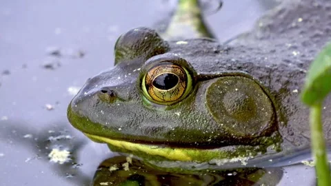 Gigantic bullfrog bellows out a loud cro... | Stock Video | Pond5