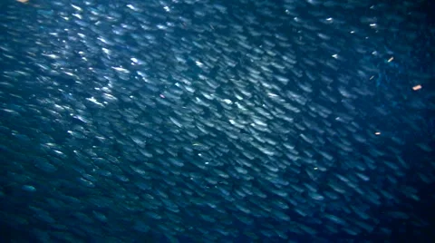 School 13 Stock Videos – Royalty-Free HD & 4K Videos