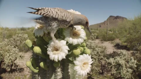 gilded flicker drinks nectar of a saguar... | Stock Video | Pond5