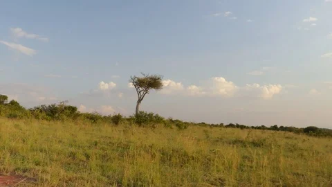 Gimbal shot of an Acacia tree in the pla... | Stock Video | Pond5