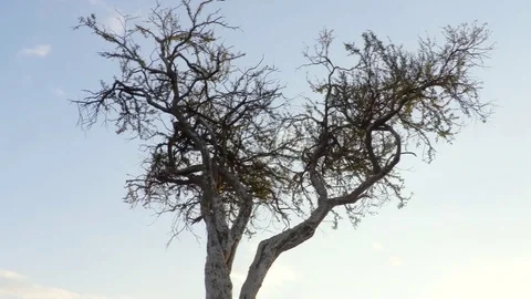 Gimbal shot of an Acacia tree in the pla... | Stock Video | Pond5
