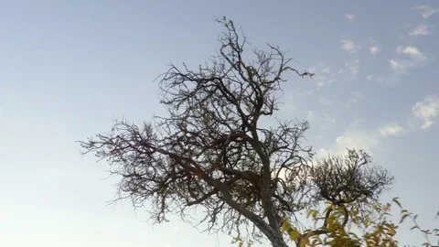 Gimbal shot of an Acacia tree in the pla... | Stock Video | Pond5