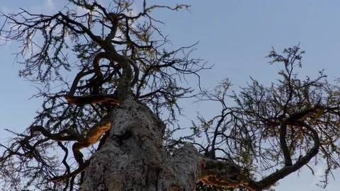 Gimbal shot of an Acacia tree in the pla... | Stock Video | Pond5