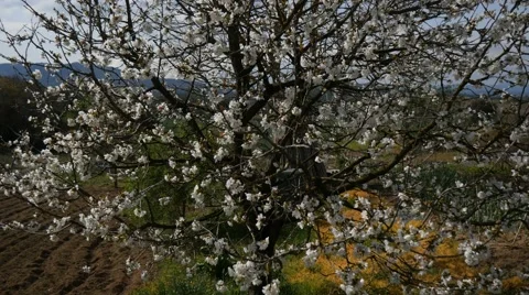 gimbal steadicam on cherry tree full of ... | Stock Video | Pond5