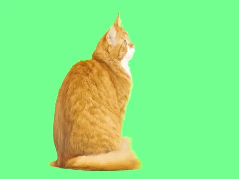 ginger cat looking on green screen | Stock Video | Pond5