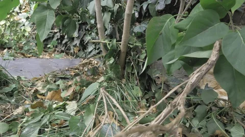 Curls Lying Down Stock Videos – Royalty-Free HD & 4K Videos | Pond5