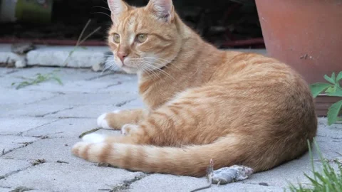 Dead Cat Stock Footage ~ Royalty Free Stock Videos | Pond5