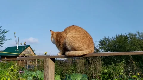 Flining Blue Stock Videos – Royalty-Free HD & 4K Videos | Pond5