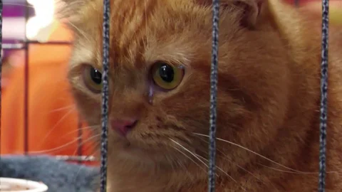 Ginger cat wins Garfield lookalike compe... | Stock Video | Pond5