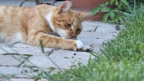 Dead Cat Stock Footage ~ Royalty Free Stock Videos | Pond5