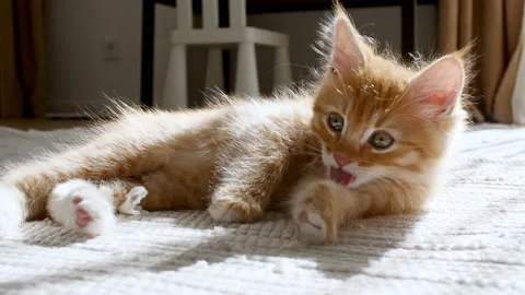Ginger Kitten is basking in the lights o... | Stock Video | Pond5