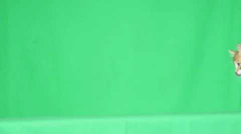 Kitten Green Screen Stock Video Footage | Royalty Free Kitten Green ...