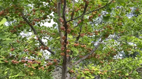 Ginkgo biloba 'Golden Colonnade' tree wi... | Stock Video | Pond5