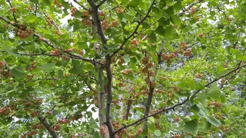 Ginkgo biloba 'Golden Colonnade' tree | Stock Video | Pond5