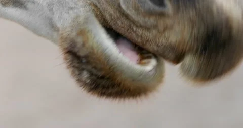 Giraffe chewing, close-up of mouth with ... | Stock Video | Pond5