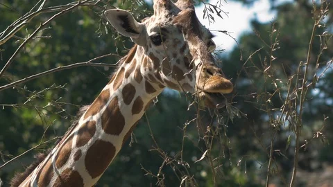 Giraffe is eating tree leaves on sunny d... | Stock Video | Pond5