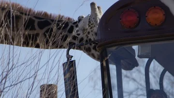 Giraffe with head in school bus window | Stock Video | Pond5