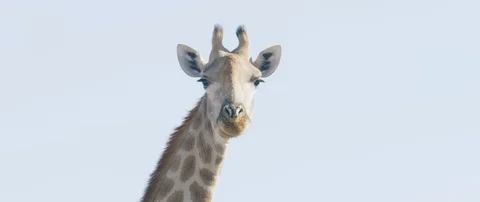Giraffe looking around in slow motion | Stock Video | Pond5