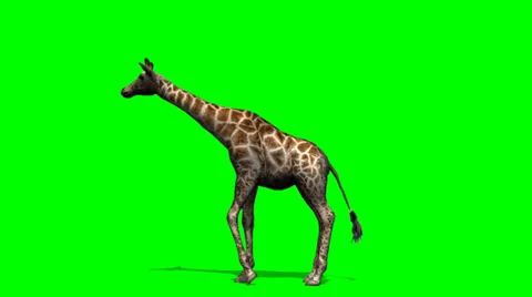 Giraffe looks around - green screen | Stock Video | Pond5