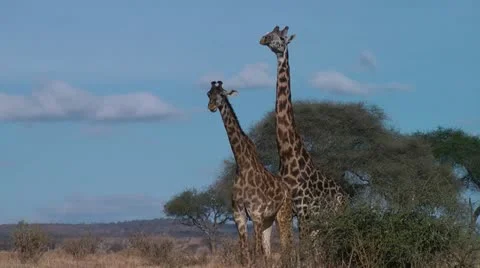 Giraffe Mating Stock Footage ~ Royalty Free Stock Videos | Pond5