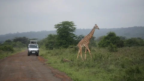 Giraffe passing safari van in Nairobi Na... | Stock Video | Pond5