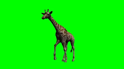 Green Screen Giraffe Stock Footage ~ Royalty Free Stock Videos | Pond5