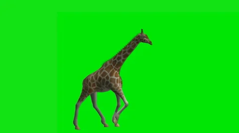 Giraffe walks across green screen | Stock Video | Pond5