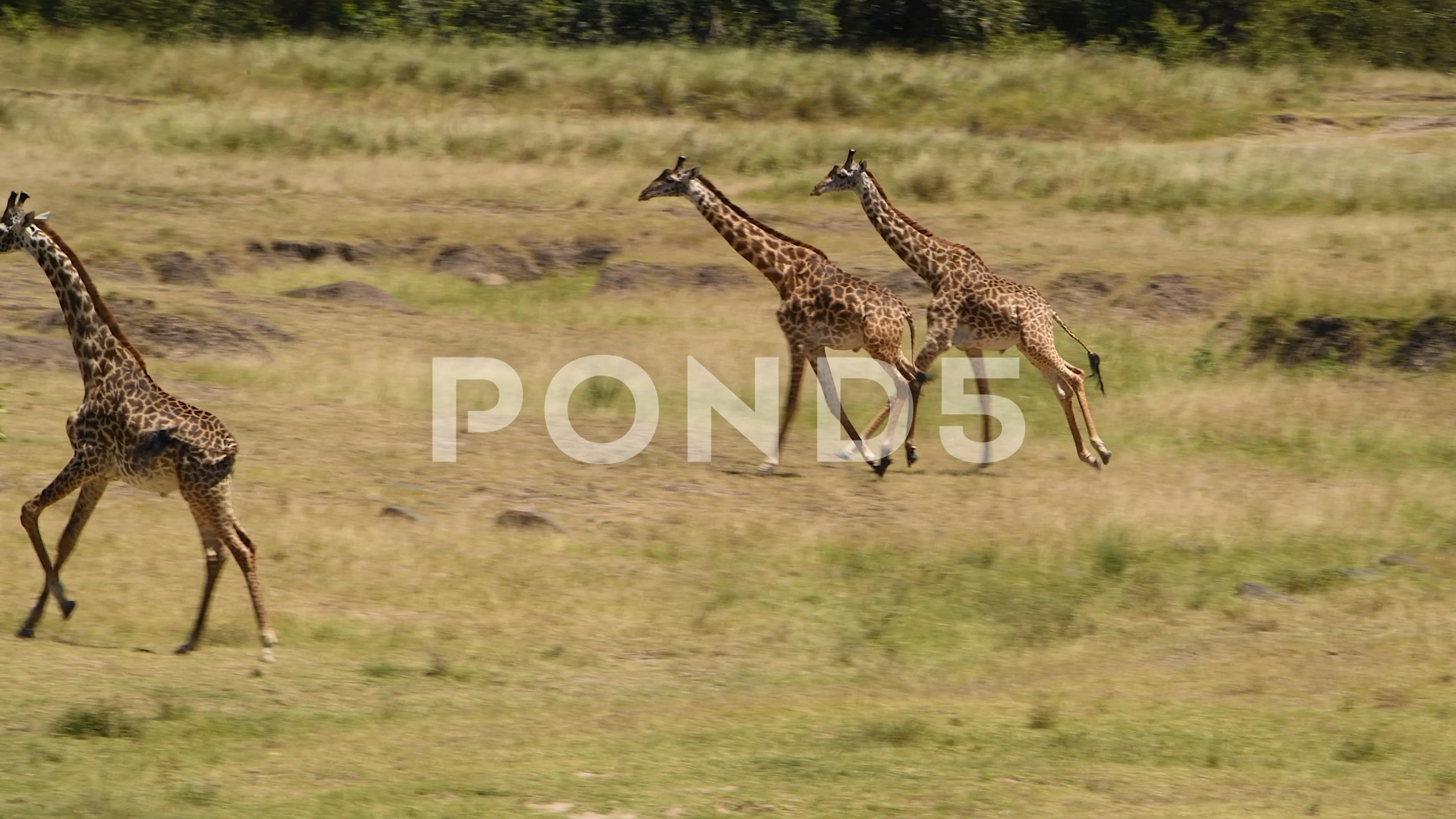 Masai Giraffe Running