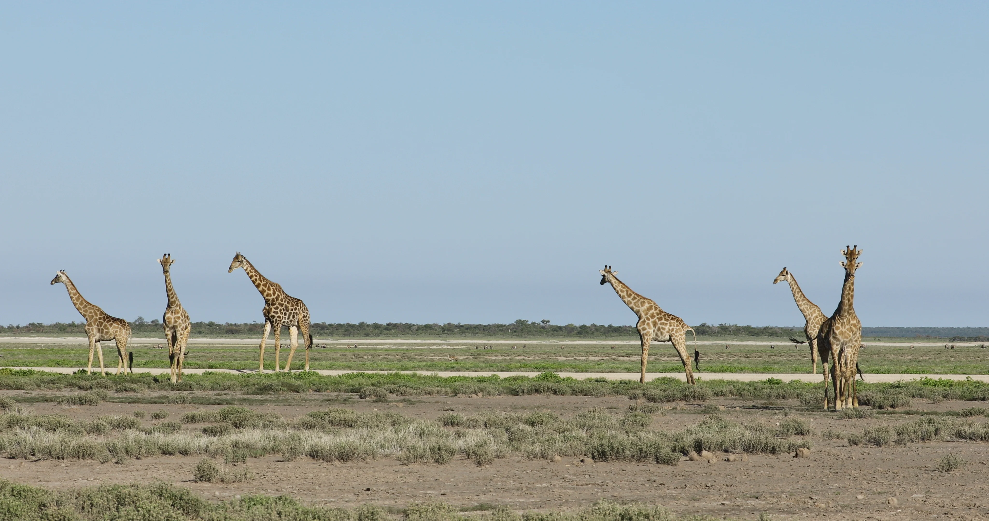 Giraffes Walking
