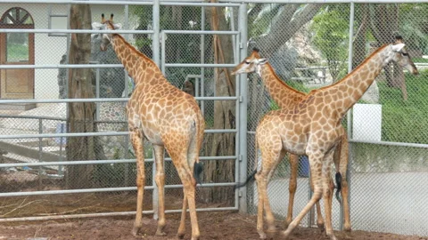 Giraffes in zoo walk around the aviary | Stock Video | Pond5