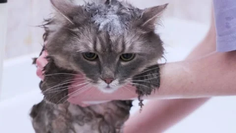 Girl Kitty Show Stock Videos – Royalty-Free HD & 4K Videos