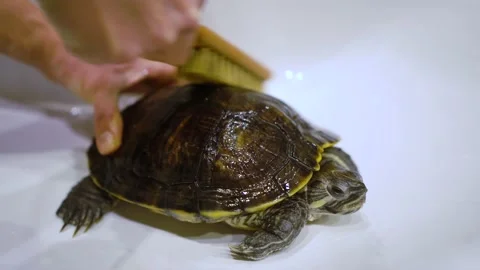 Girl Walking Under Water Stock Footage ~ Royalty Free Stock Videos | Pond5