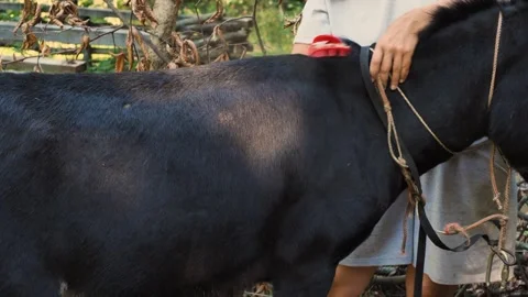 Ass You Can Stock Videos – Royalty-Free HD & 4K Videos