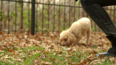 Girl Poo Pooping Stock Videos – Royalty-Free HD & 4K Videos