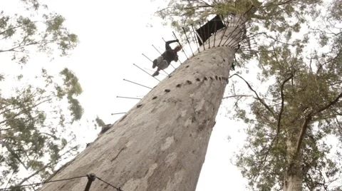 Girl Climbing Tree Stock Footage ~ Royalty Free Stock Videos | Page 5