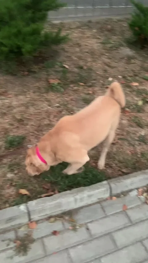 Girls Peeing A Stock Videos – Royalty-Free HD & 4K Videos