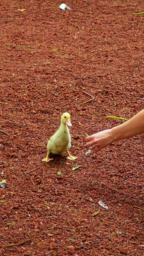 Girls Ducking Stock Videos – Royalty-Free HD & 4K Videos