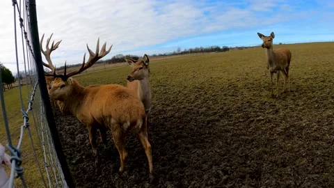 Girl Doe Stock Videos – Royalty-Free HD & 4K Videos | Pond5