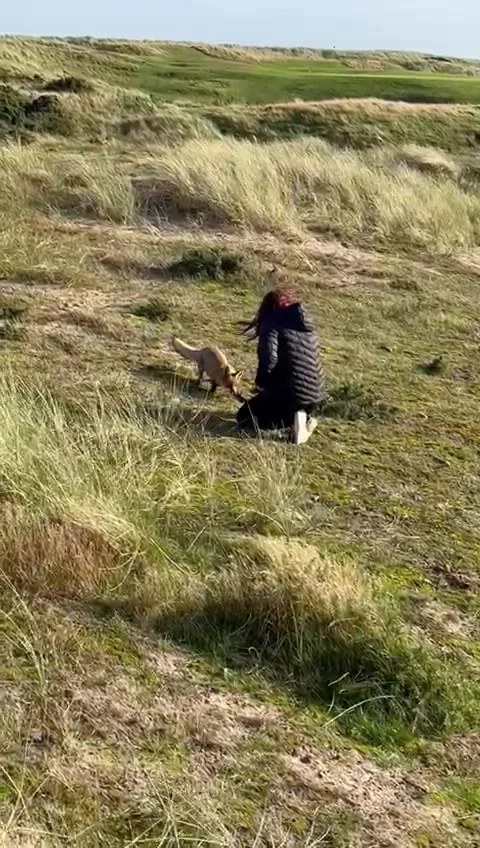 Fox Girl Get Stock Videos – Royalty-Free HD & 4K Videos