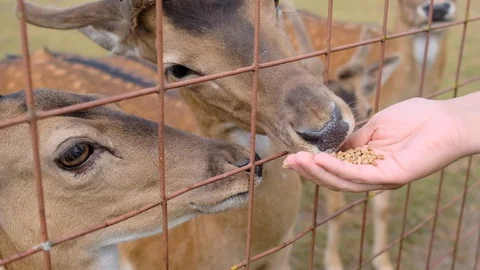 The girl feeds young deer grain. Slow mo... | Stock Video | Pond5