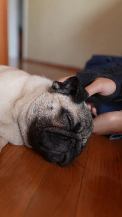 Girl Full Fron Stock Videos – Royalty-Free HD & 4K Videos