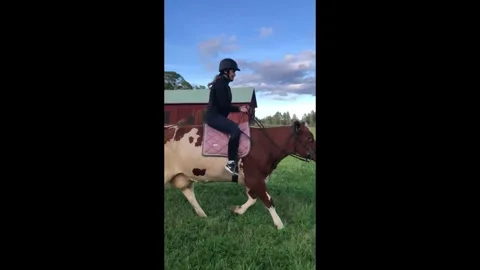 Girl goes viral for riding cow like a ho... | Stock Video | Pond5