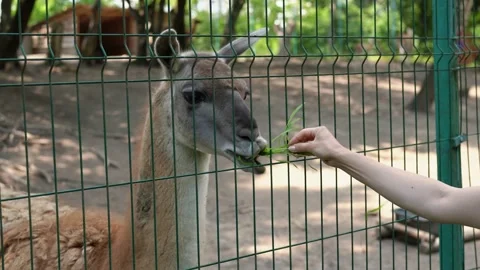 Furry Human Girl Stock Videos – Royalty-Free HD & 4K Videos