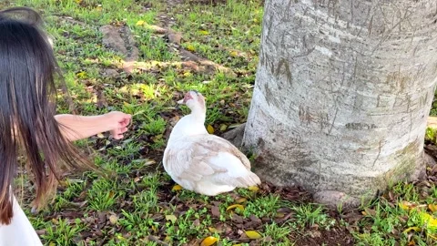 Girl Interacting with Duck by Tree in By... | Stock Video | Pond5