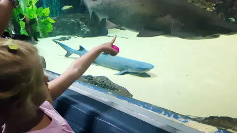 Girl Sharking Stock Videos – Royalty-Free HD & 4K Videos