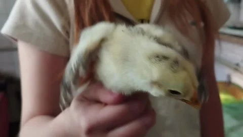 Real Chick Videos Stock Videos – Royalty-Free HD & 4K Videos