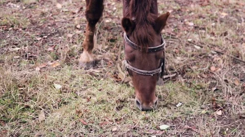 Grool Eating Girls Stock Video Footage | Royalty Free Grool Eating ...